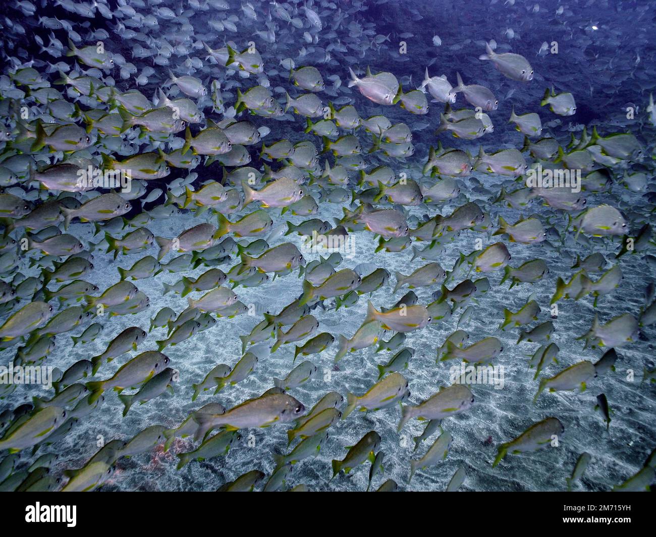 Shoal of bastard grunt (Pomadasys incisus) . Dive site El Cabron Marine ...