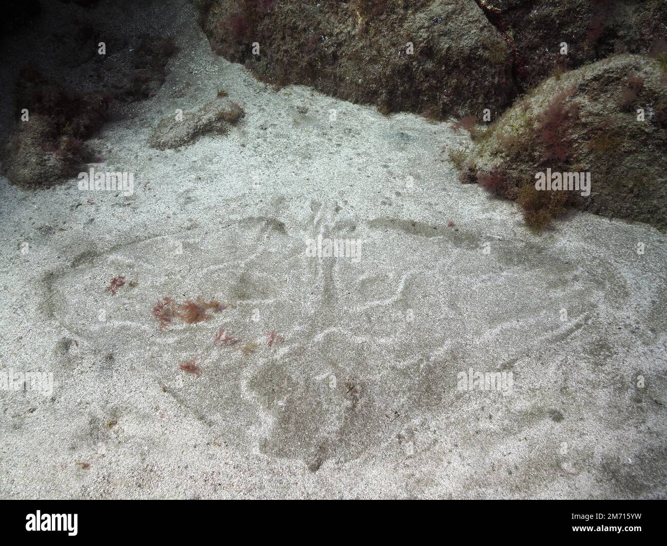 Butterfly ray (Gymnura altavela) buried in the sand. Dive site El ...