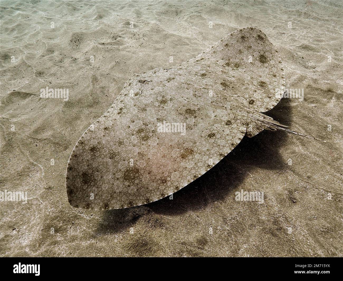 Butterfly ray (Gymnura altavela) . Dive site El Cabron Marine Reserve ...