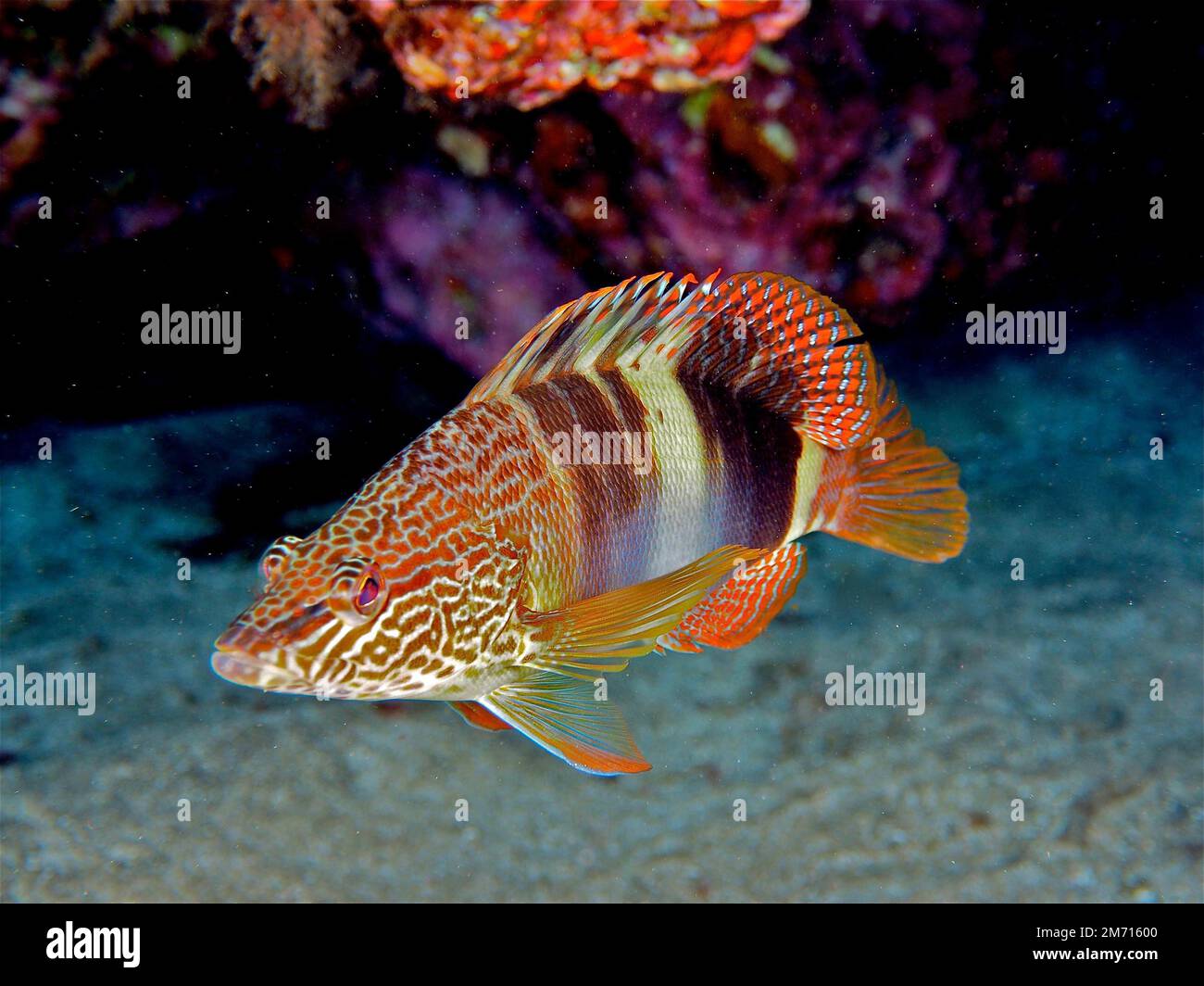 Colourful scribbler (Serranus scriba) . Dive site El Cabron Marine ...