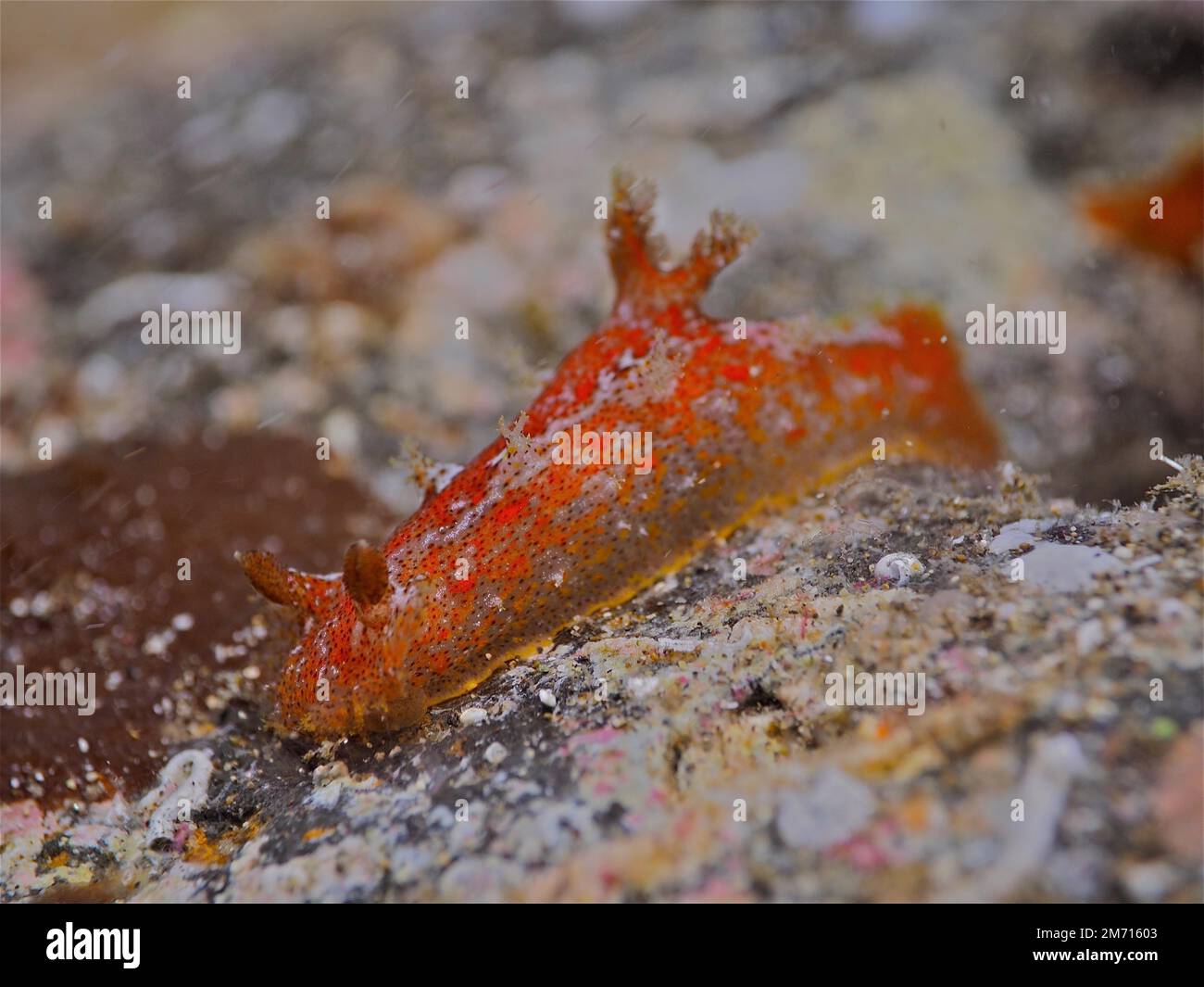 Madeira nudibranch (Plocamopherus maderae) marine snail. Dive site El ...