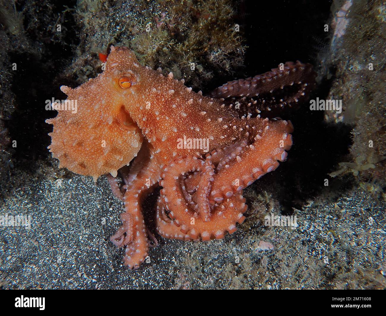 White spotted octopus (Callistoctopus Octopus macropus) at night. Dive ...