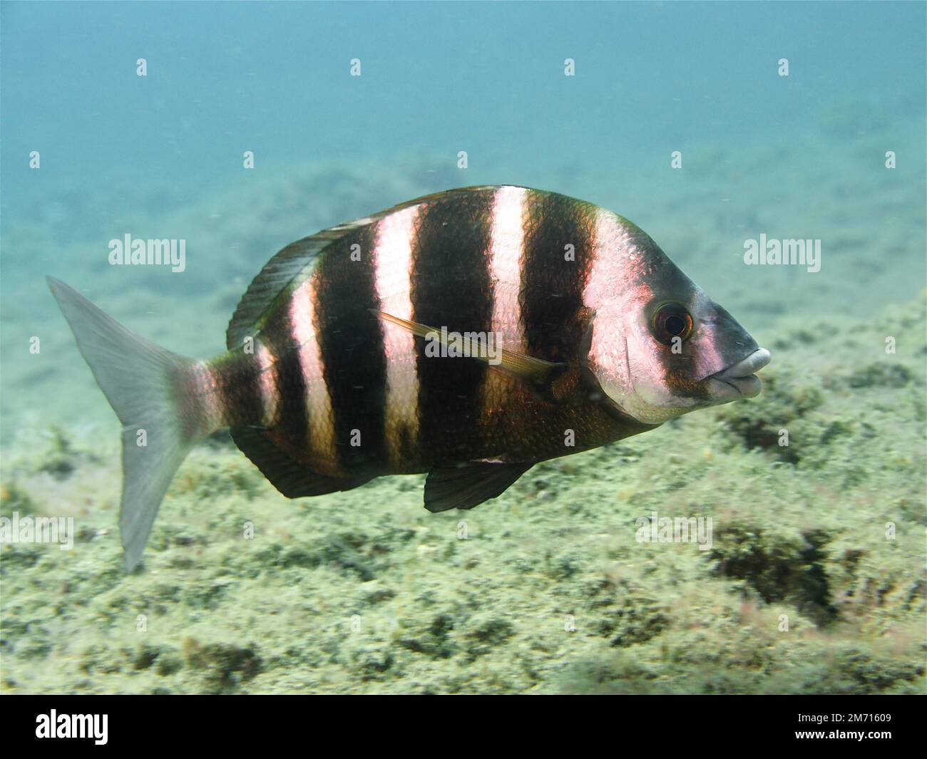Banded seabream (Diplodus cervinus cervinus) Sea bream. Dive site El ...