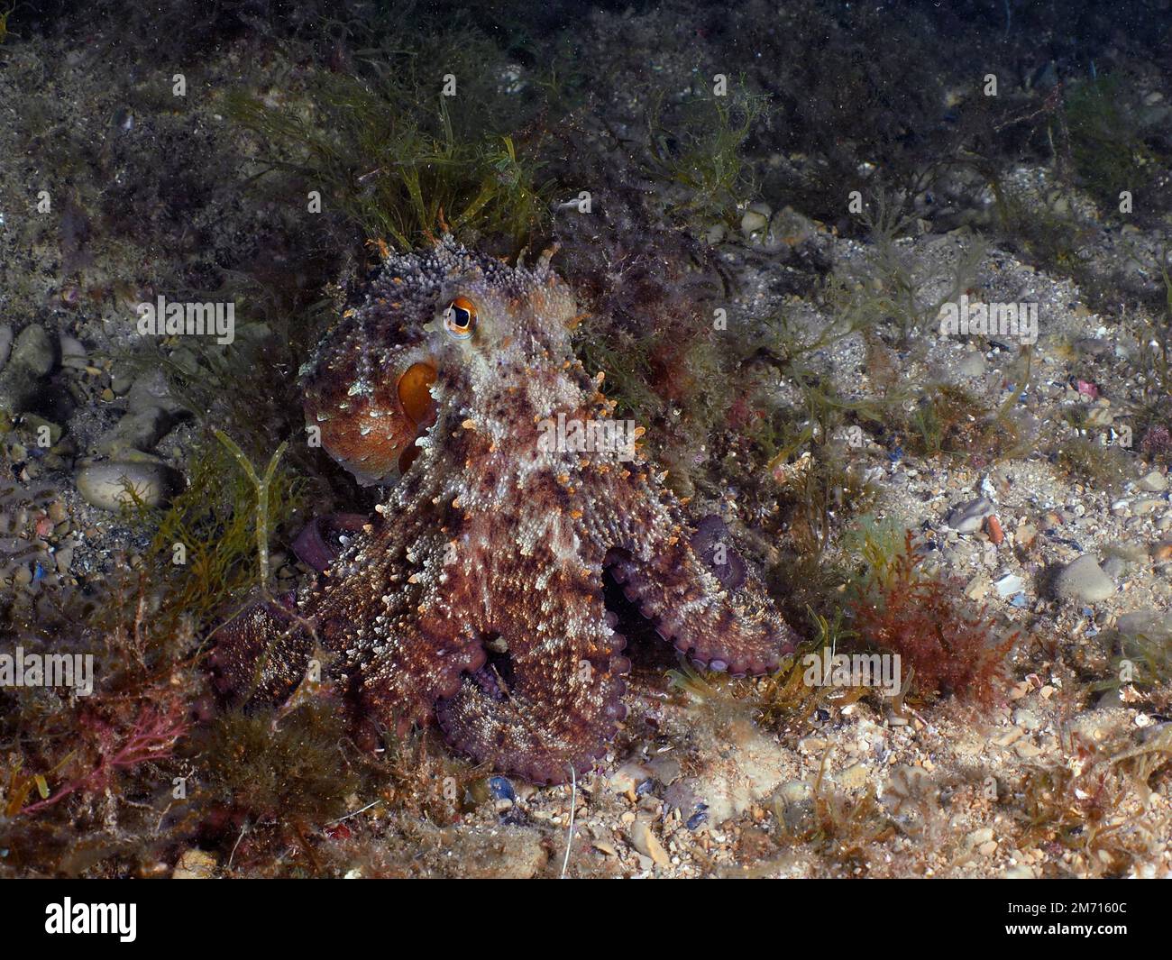 Common octopus (Octopus vulgaris) at night. Dive site El Cabron Marine ...