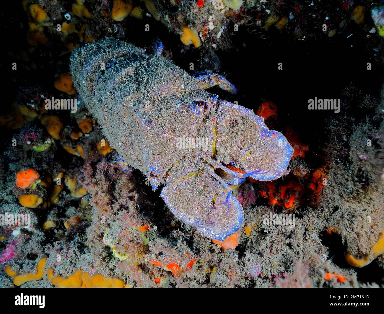 Mediterranean slipper lobster (Scyllarides latus) . Dive site El Cabron ...