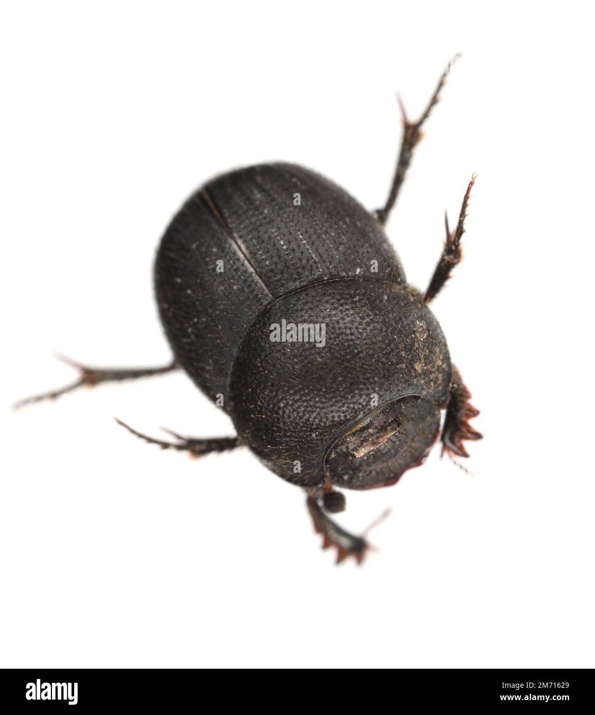 Dung beetle isolated on a white background Stock Photo - Alamy