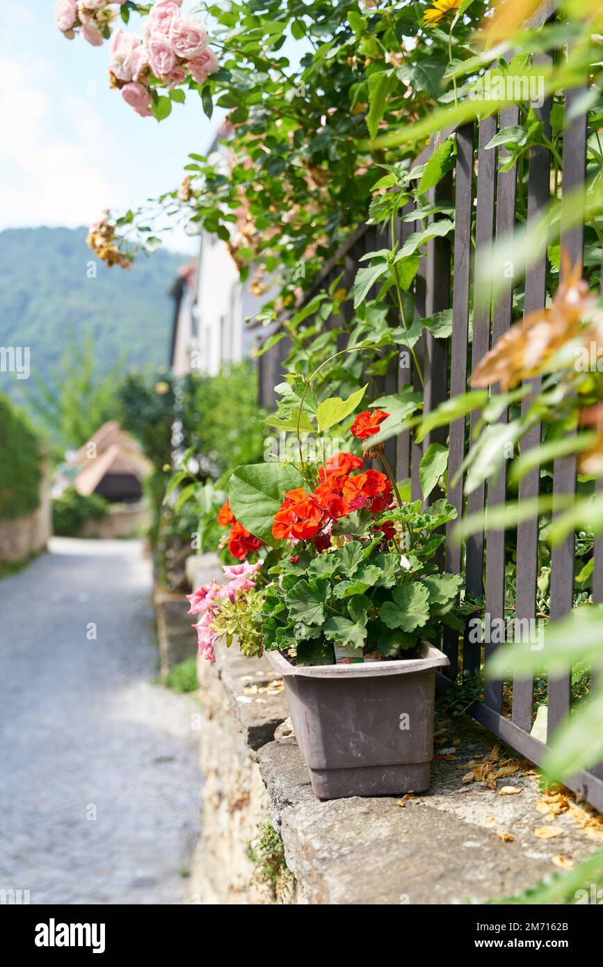 Geraniums as decoration on a wall in picturesque Duernstein in Austria ...