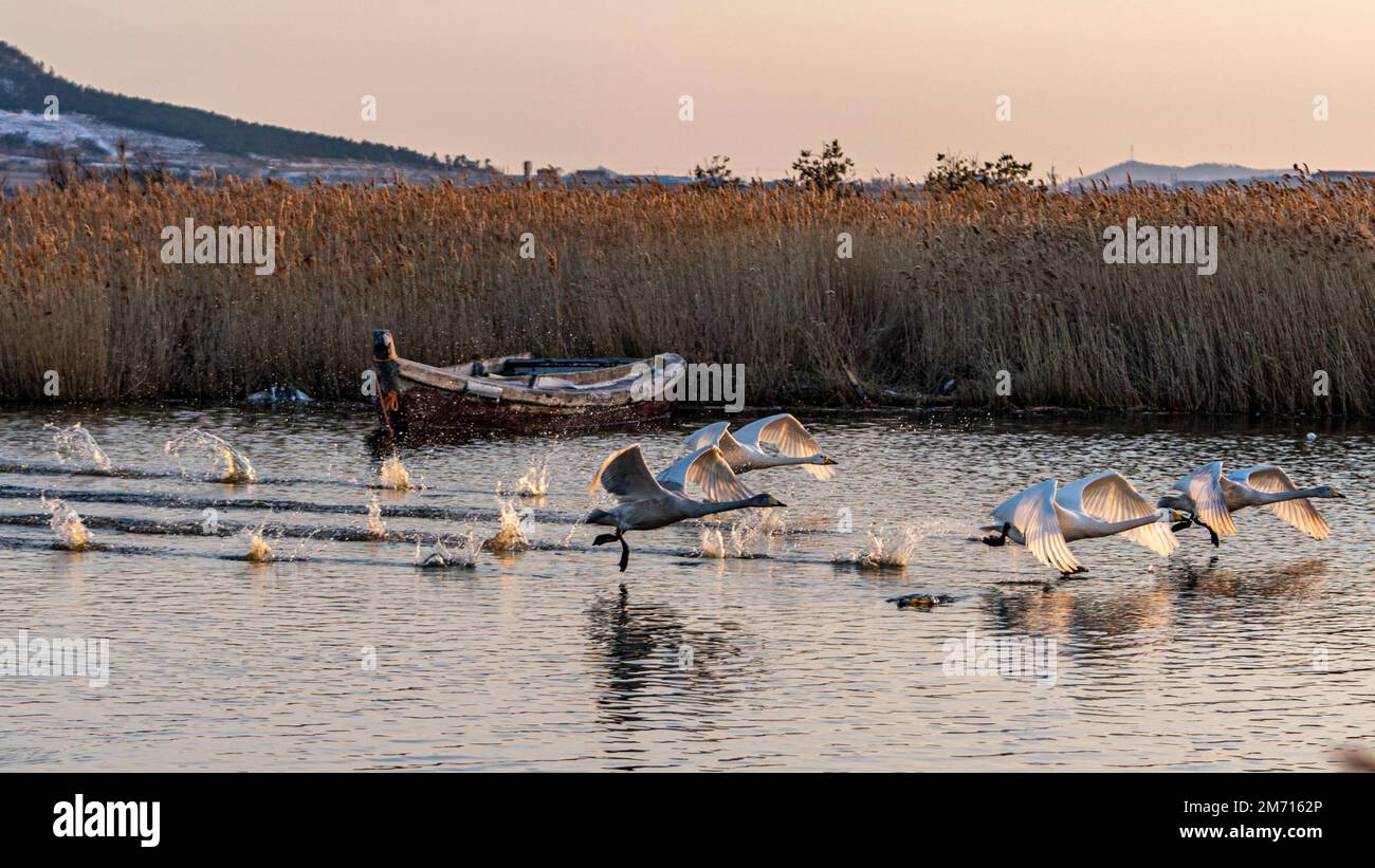 A flock of swans flying over the lake in Shandong China during the ...