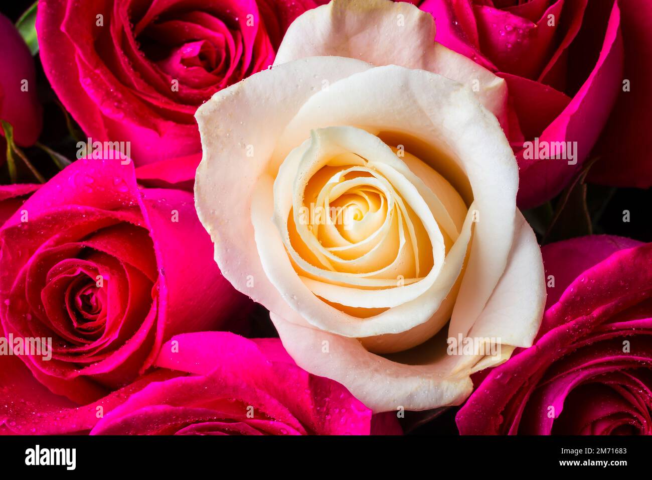 Rose ones hi-res stock photography and images - Alamy