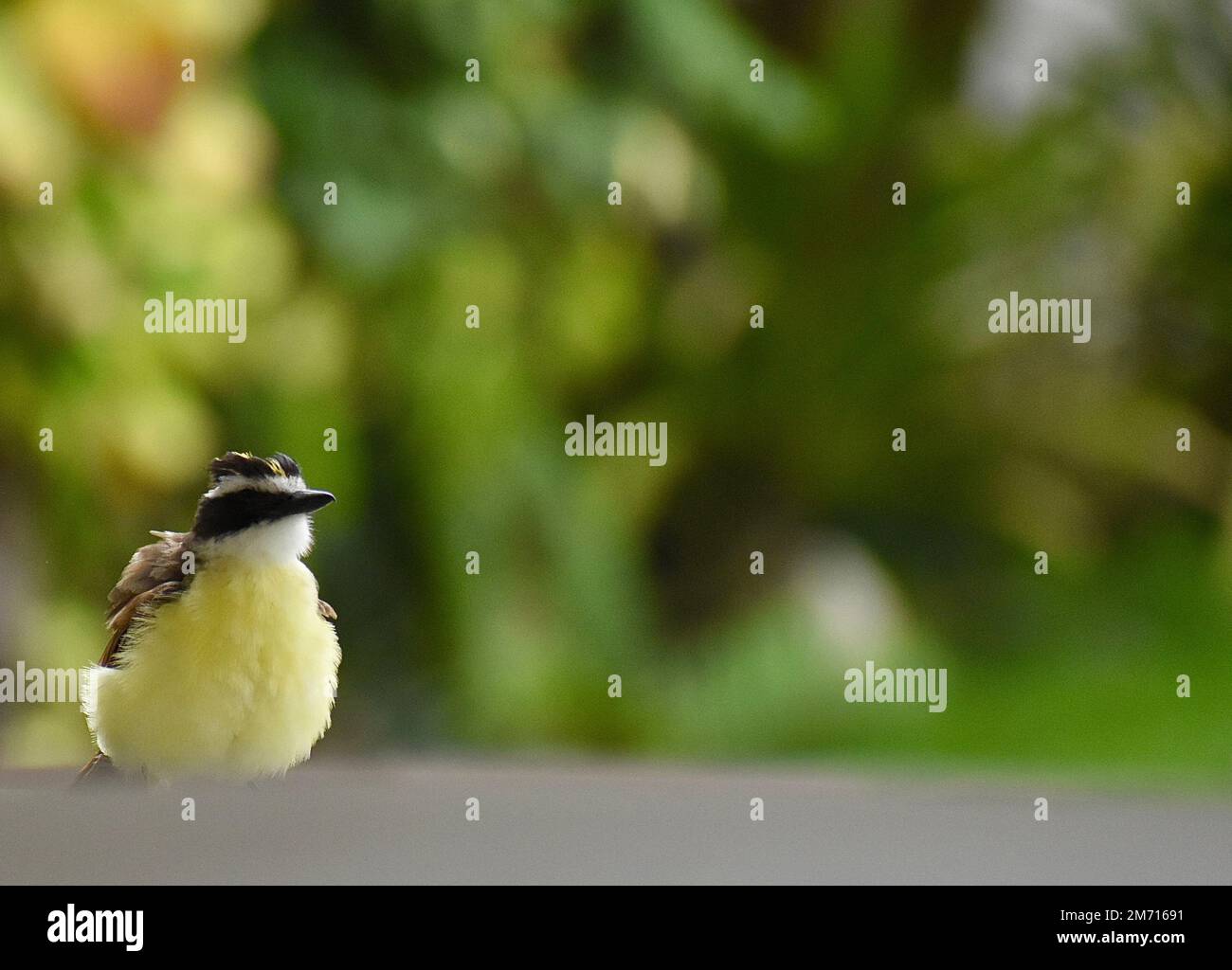 A cute Great kiskadee (Pitangus sulphuratus) resting with green trees ...