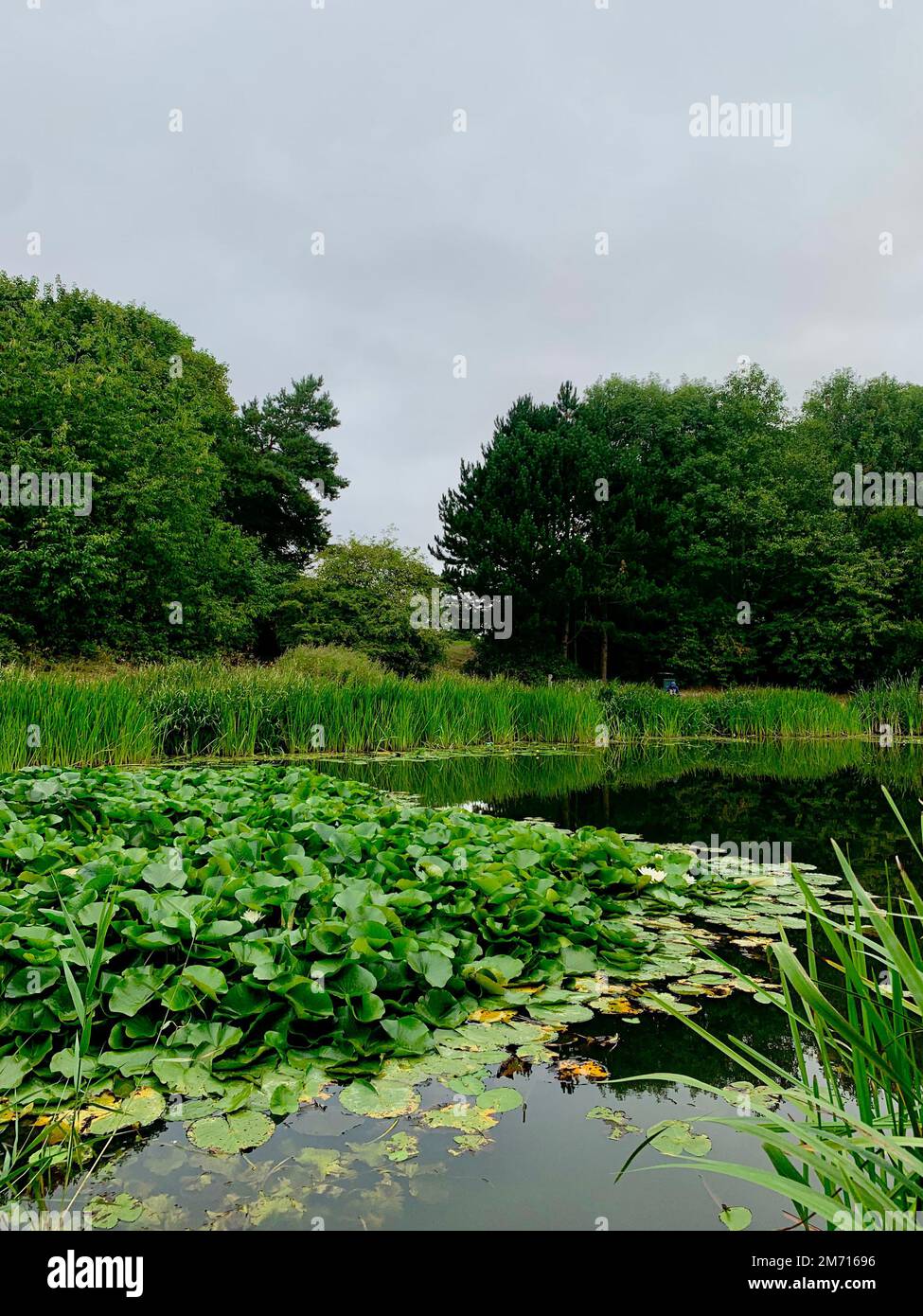A vertical of a small water lake surrounded by the green plants, bushes ...