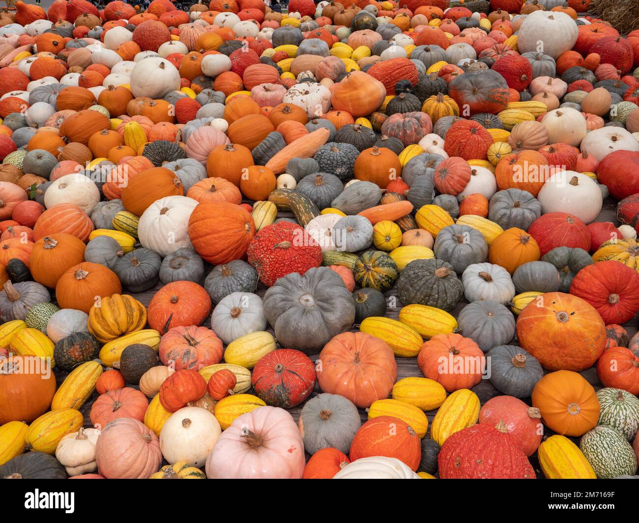 A big pile of different ornamental pumpkins and gourds, pumpkin ...