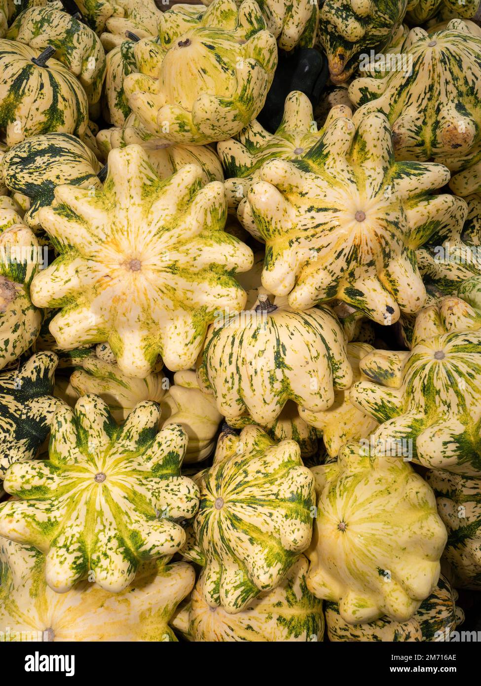 A big pile of Pattison pumpkin (UFO pumpkin), pumpkin exhibition at the ...