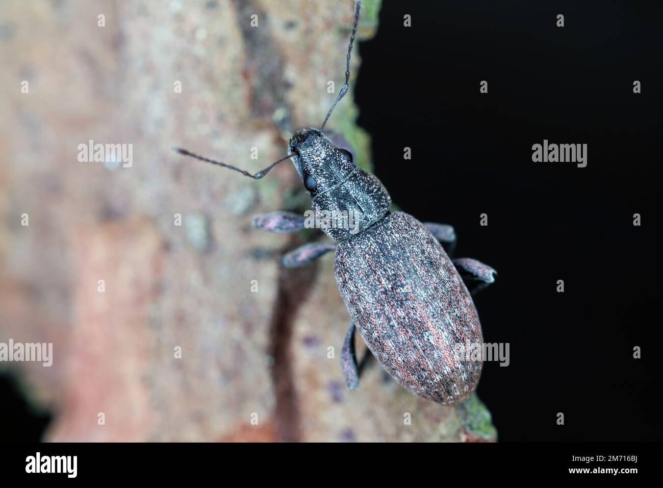 Beetle Grey Pine Weevil (Brachyderes incanus) Coleoptera, Curculionidae ...