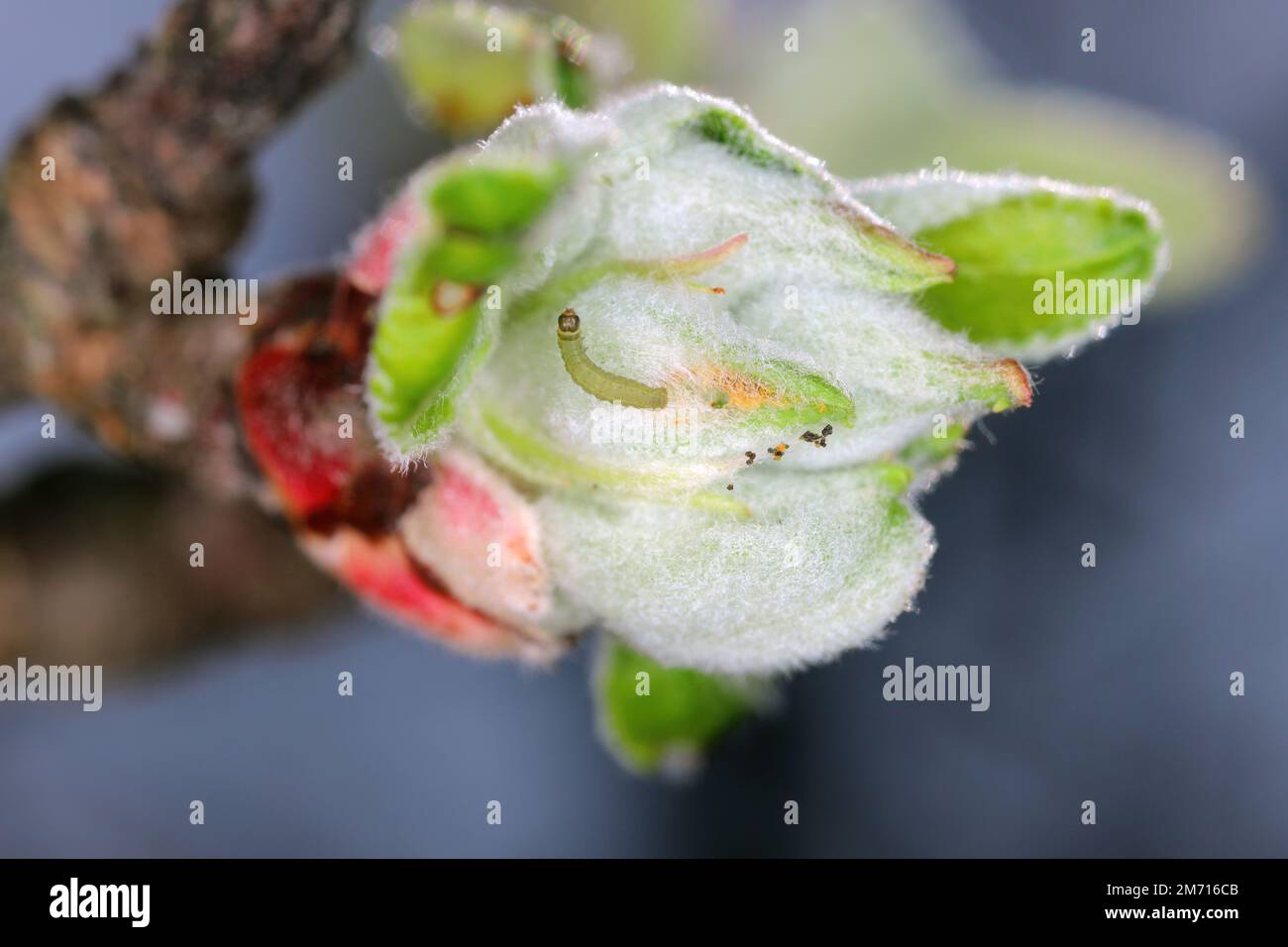 Winter moth (Operophtera brumata) and apple blossom damaged by a ...