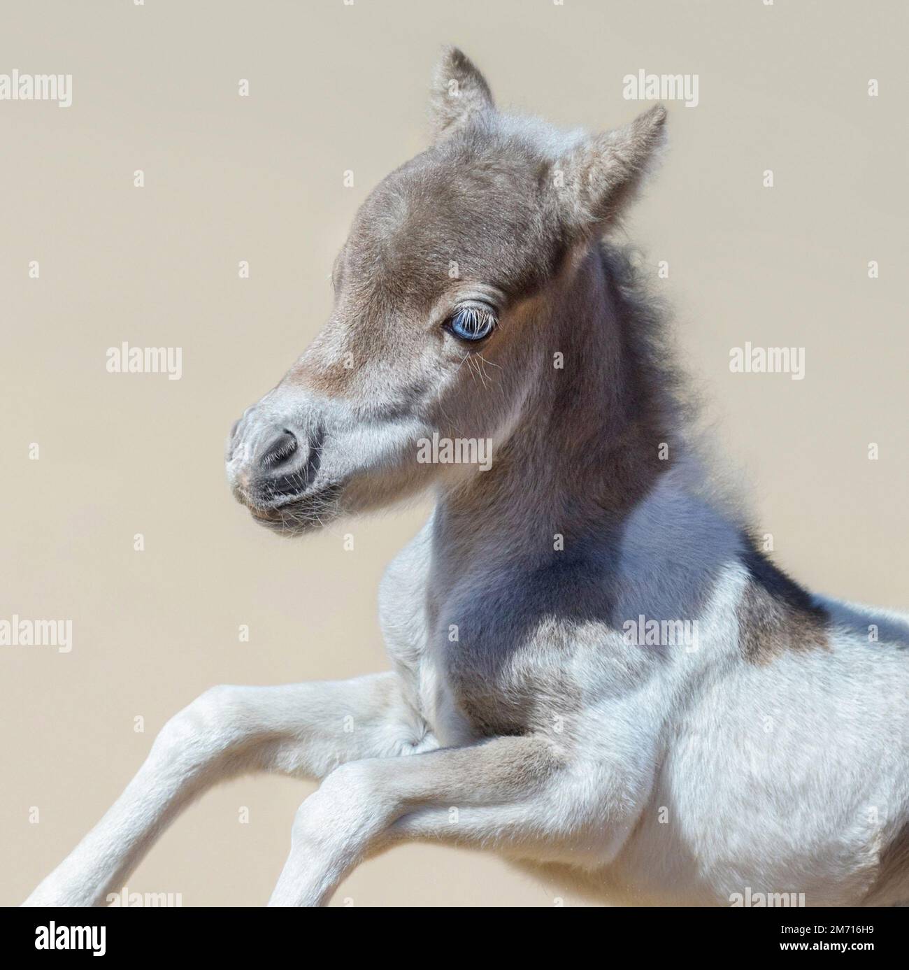 Pinto newly born foal in motion. American miniature horse. Square ...