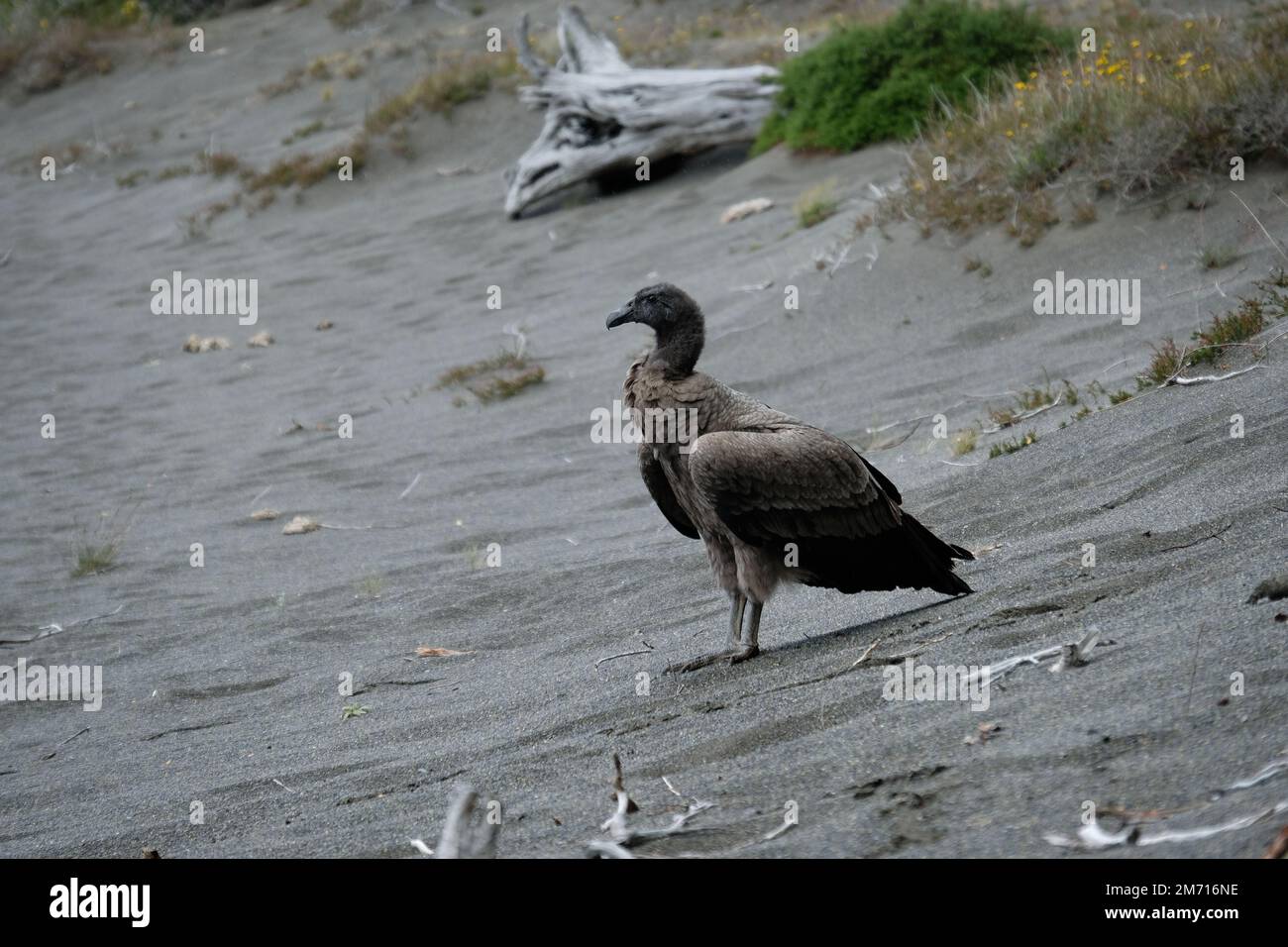 Condor glacier hi-res stock photography and images - Alamy