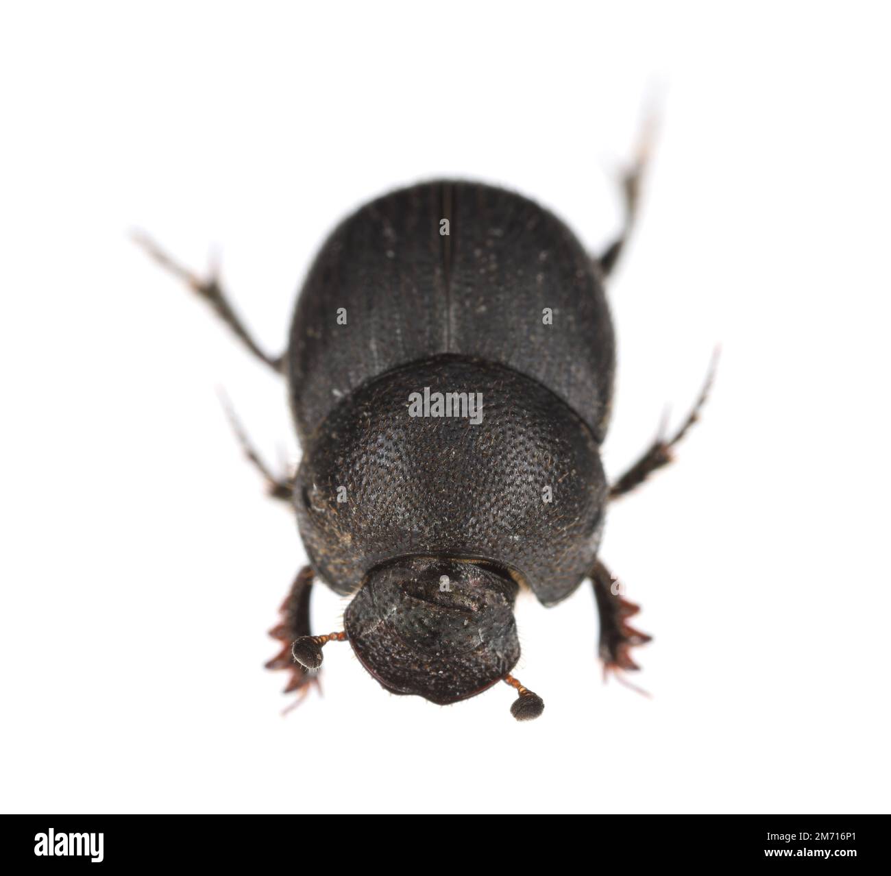 Dung beetle rolling Cut Out Stock Images & Pictures - Alamy