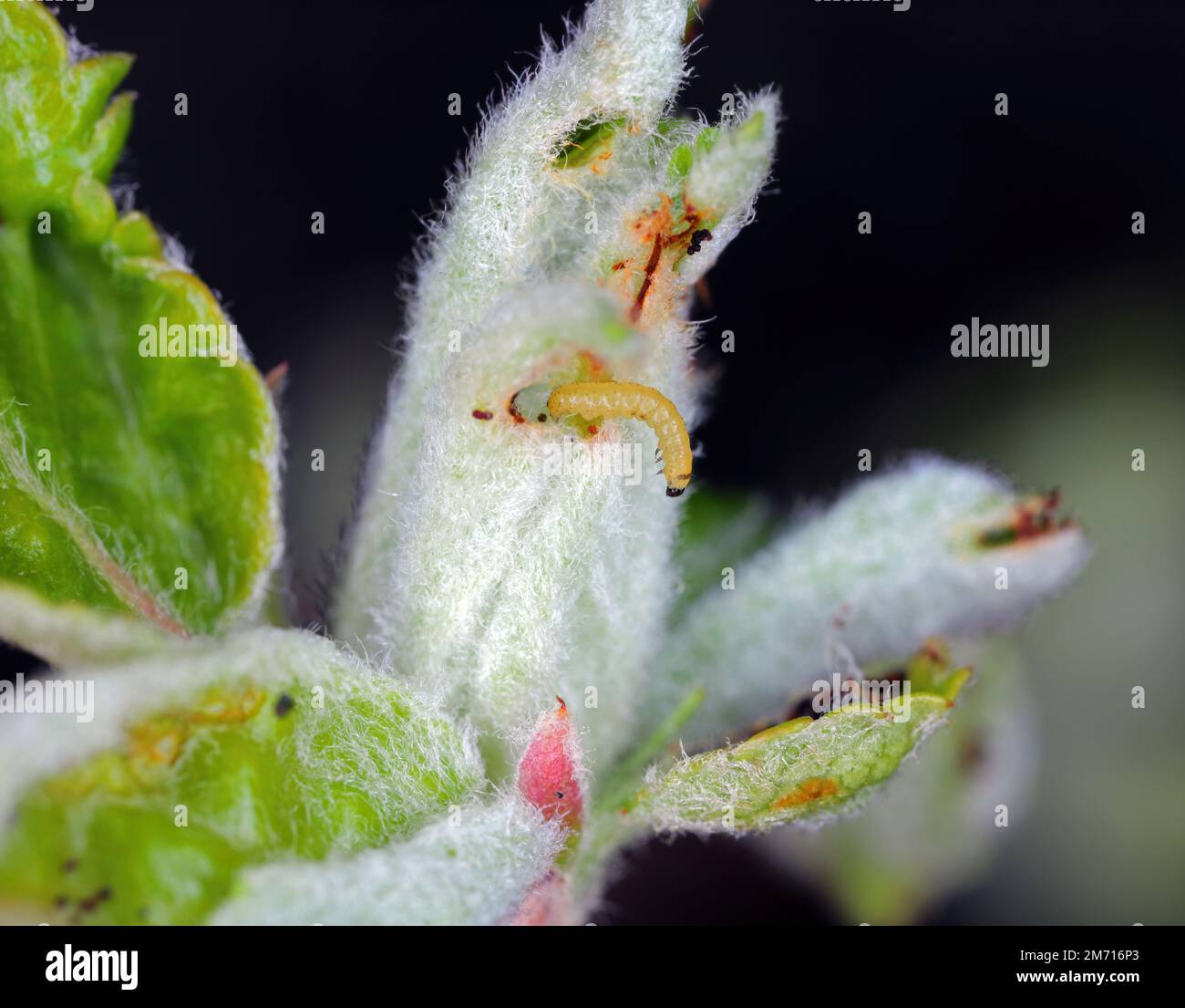 Winter moth (Operophtera brumata) and apple blossom damaged by a ...