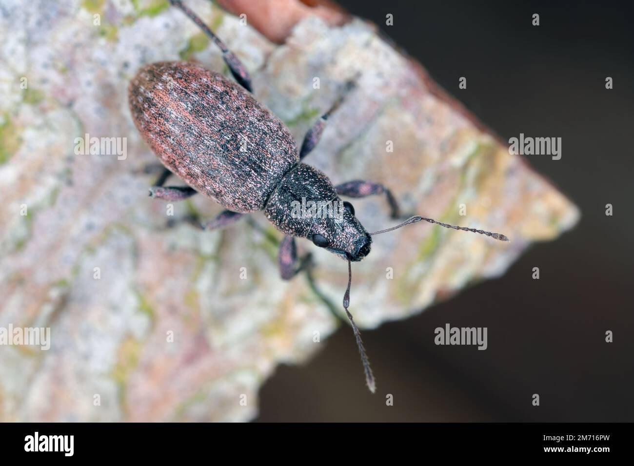Beetle Grey Pine Weevil (Brachyderes incanus) Coleoptera, Curculionidae ...