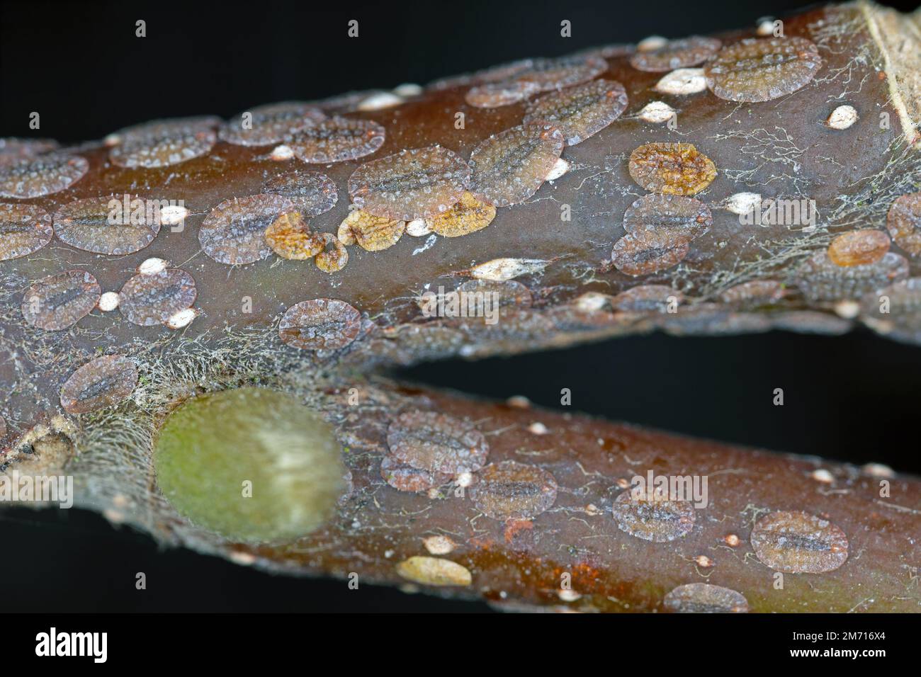 Scale insects (Coccidae) on a magnolia in the garden. They are ...