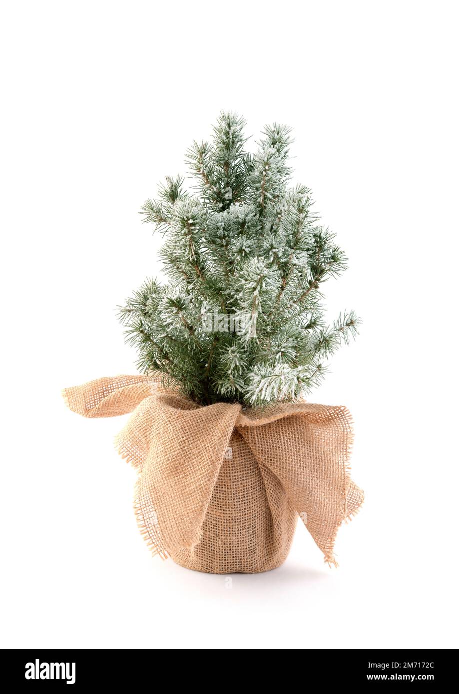 Small green decorative Christmas tree wrapped in burlap stand over ...