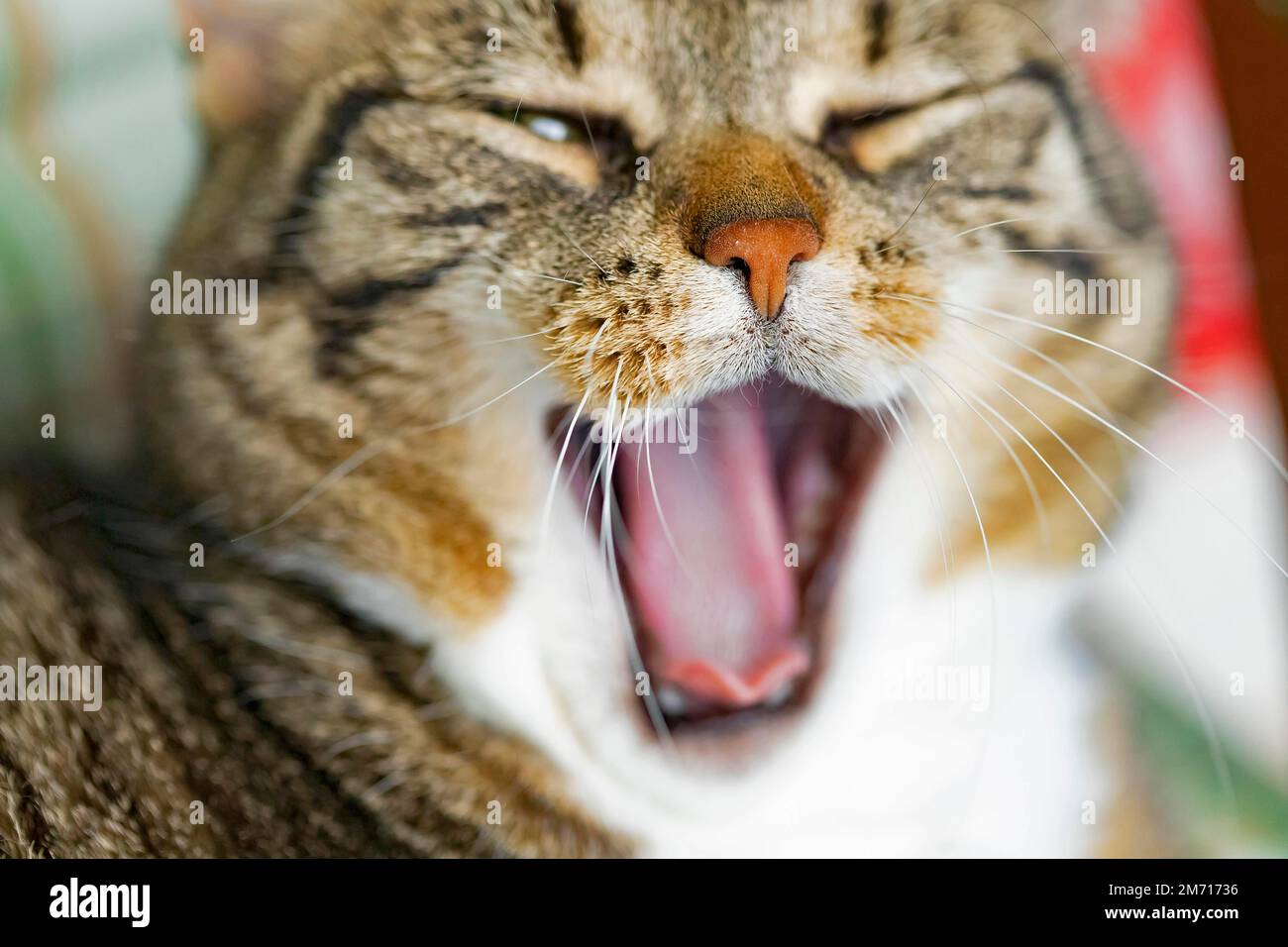 Felidae yawn hi-res stock photography and images - Alamy