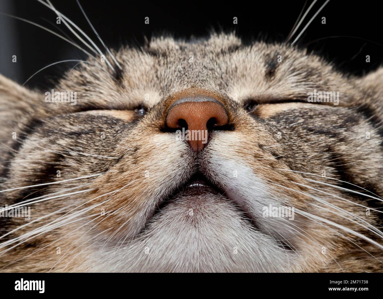Domestic cat, nose Stock Photo - Alamy