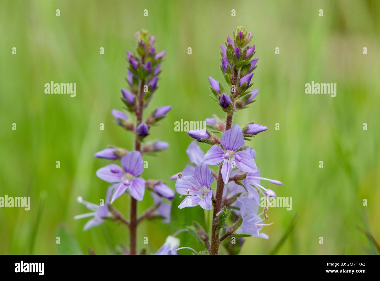 Close up of heath speedwell (veronica officinalis) flowers in bloom ...