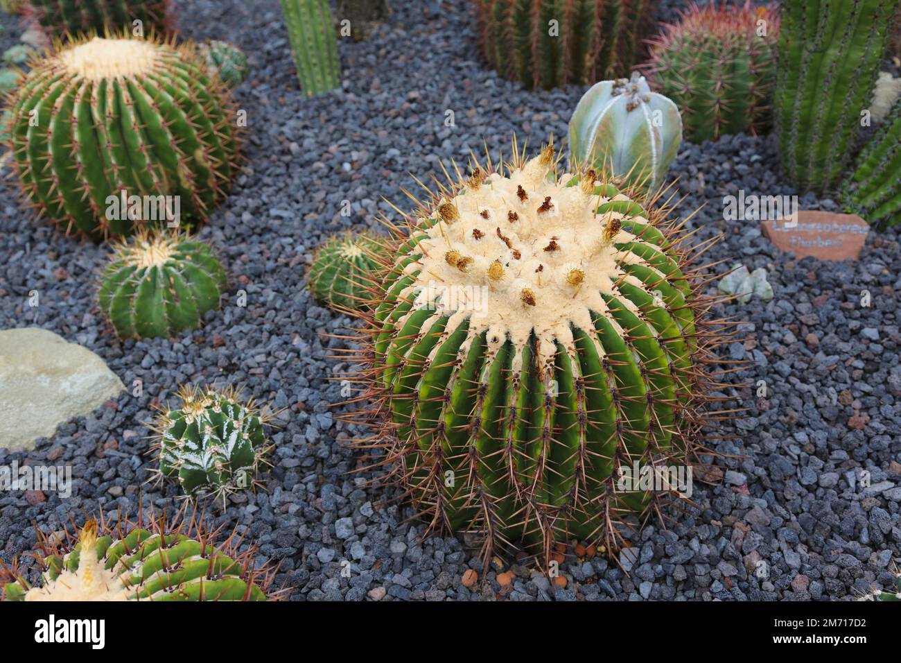 Cactus family (Cactaceae), cactus collection, cactus, various cacti, in ...