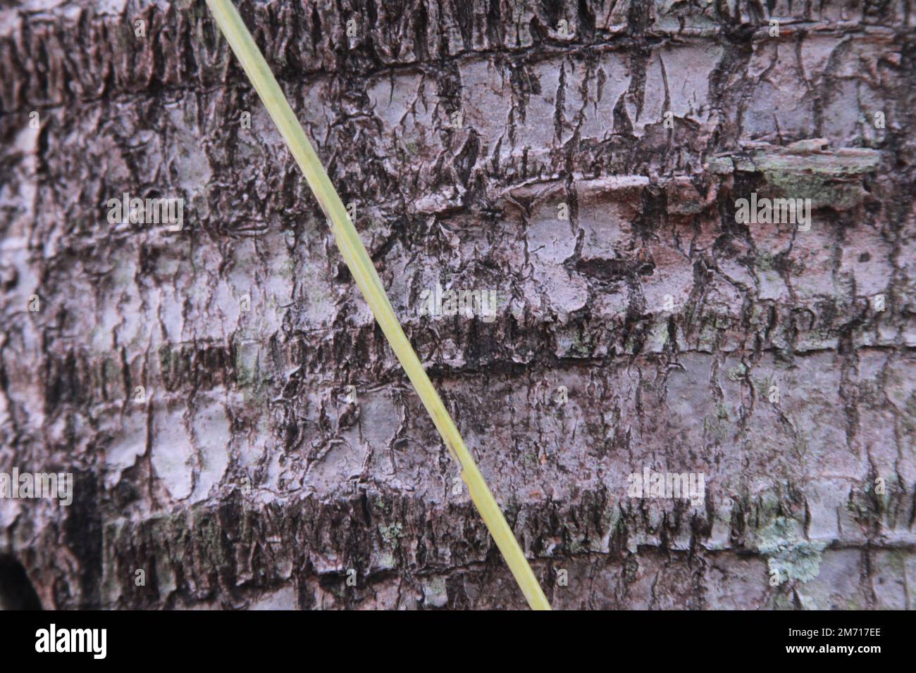 Close up texture of Palm tree bark Stock Photo - Alamy
