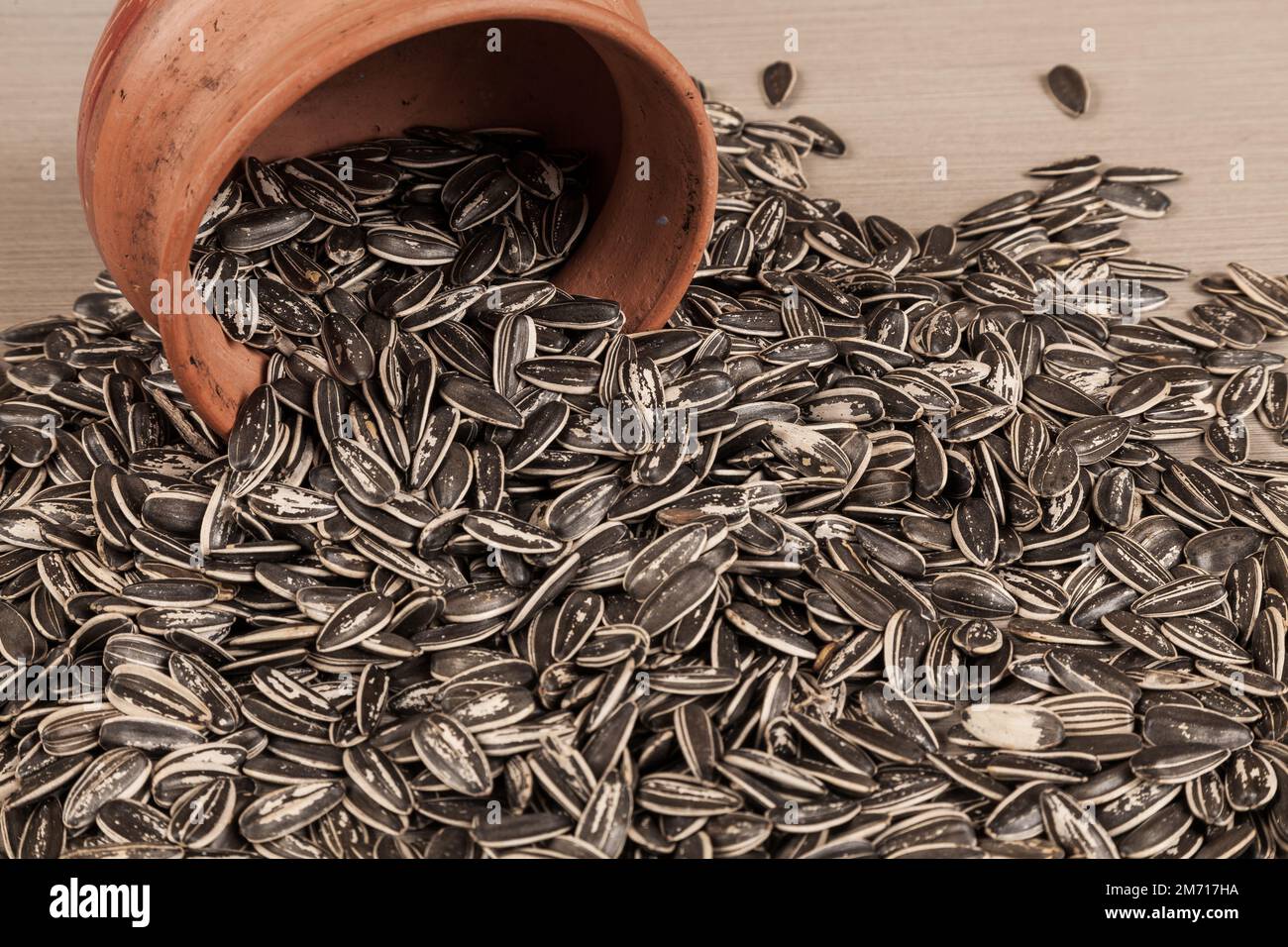 Sunflower Seeds - Helianthus Annuus Stock Photo - Alamy