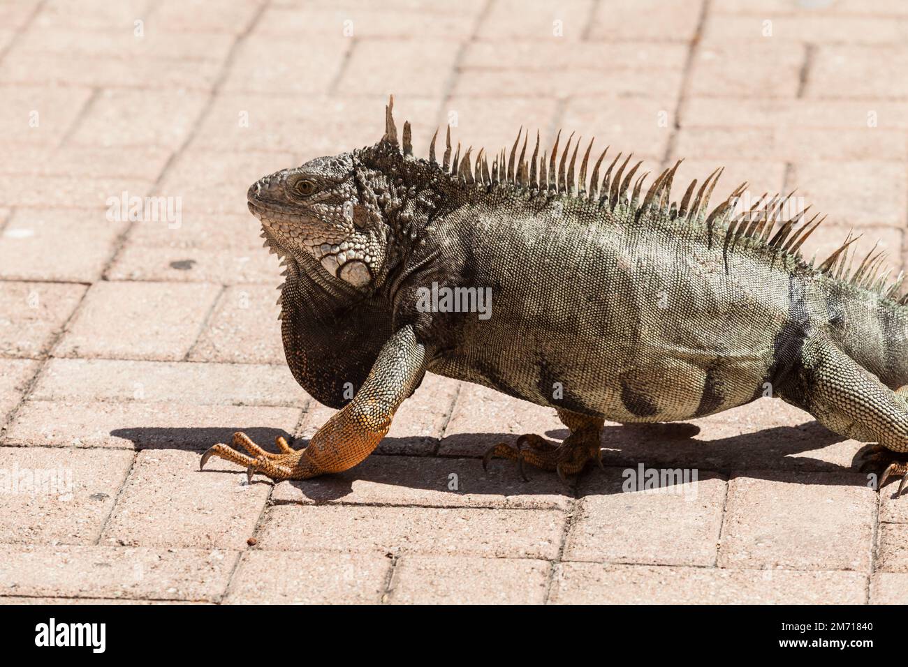 The common iguana. Tree lizard from Central America and South America ...