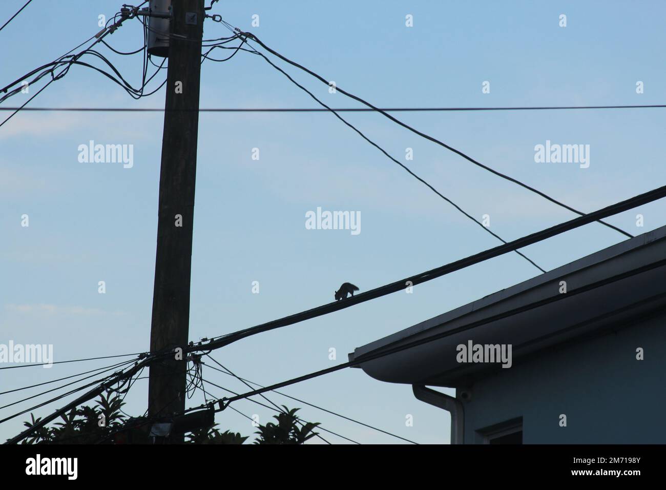 Squirrel on wire hi-res stock photography and images - Alamy