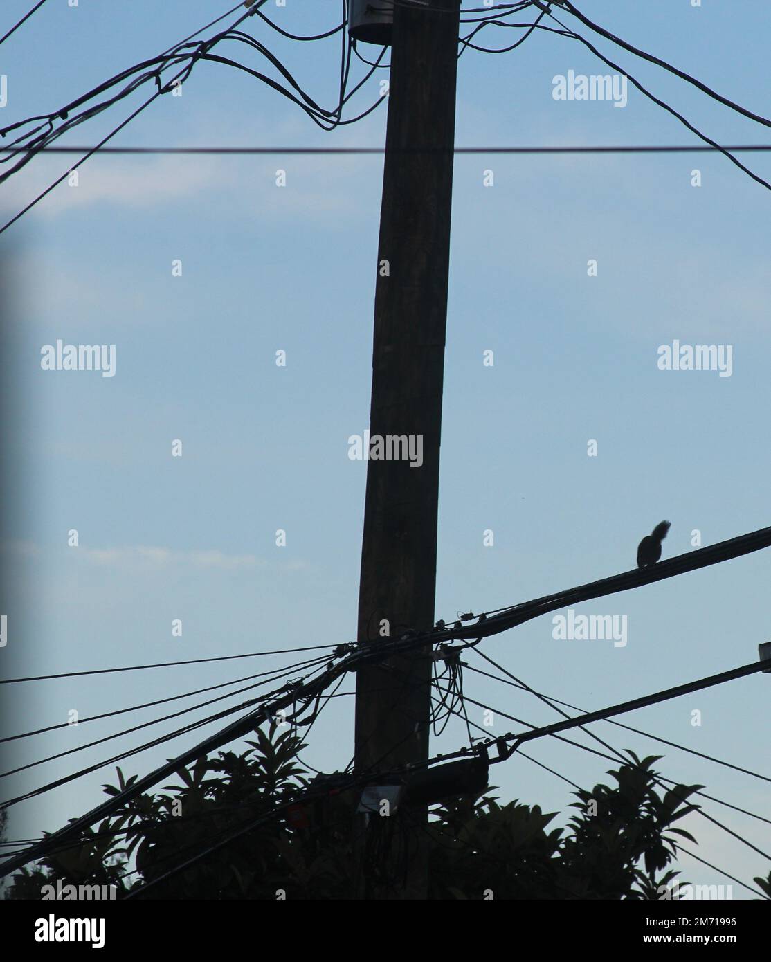 Squirrel on wire hi-res stock photography and images - Alamy