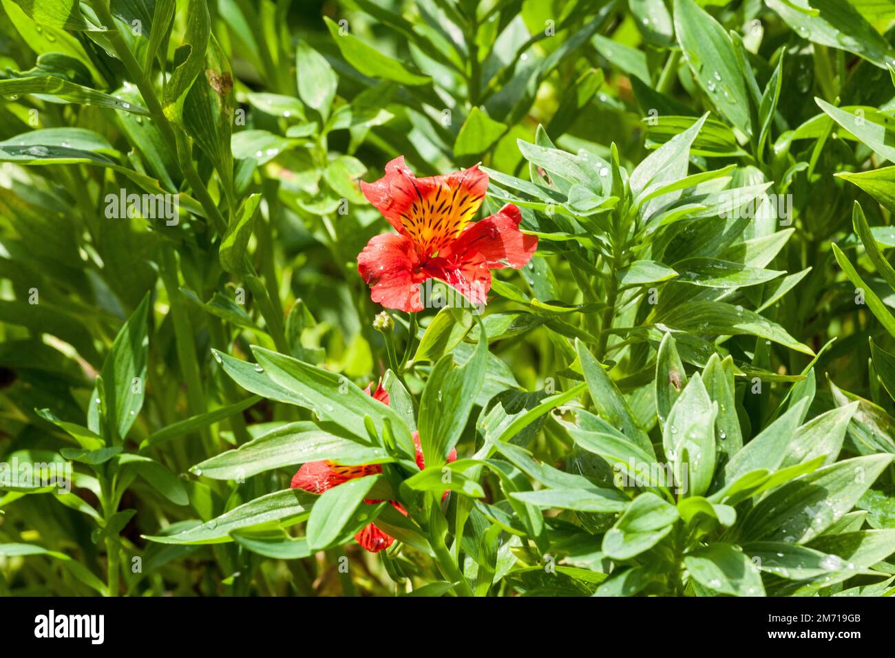 Alstroemeria flower garden hi-res stock photography and images - Alamy