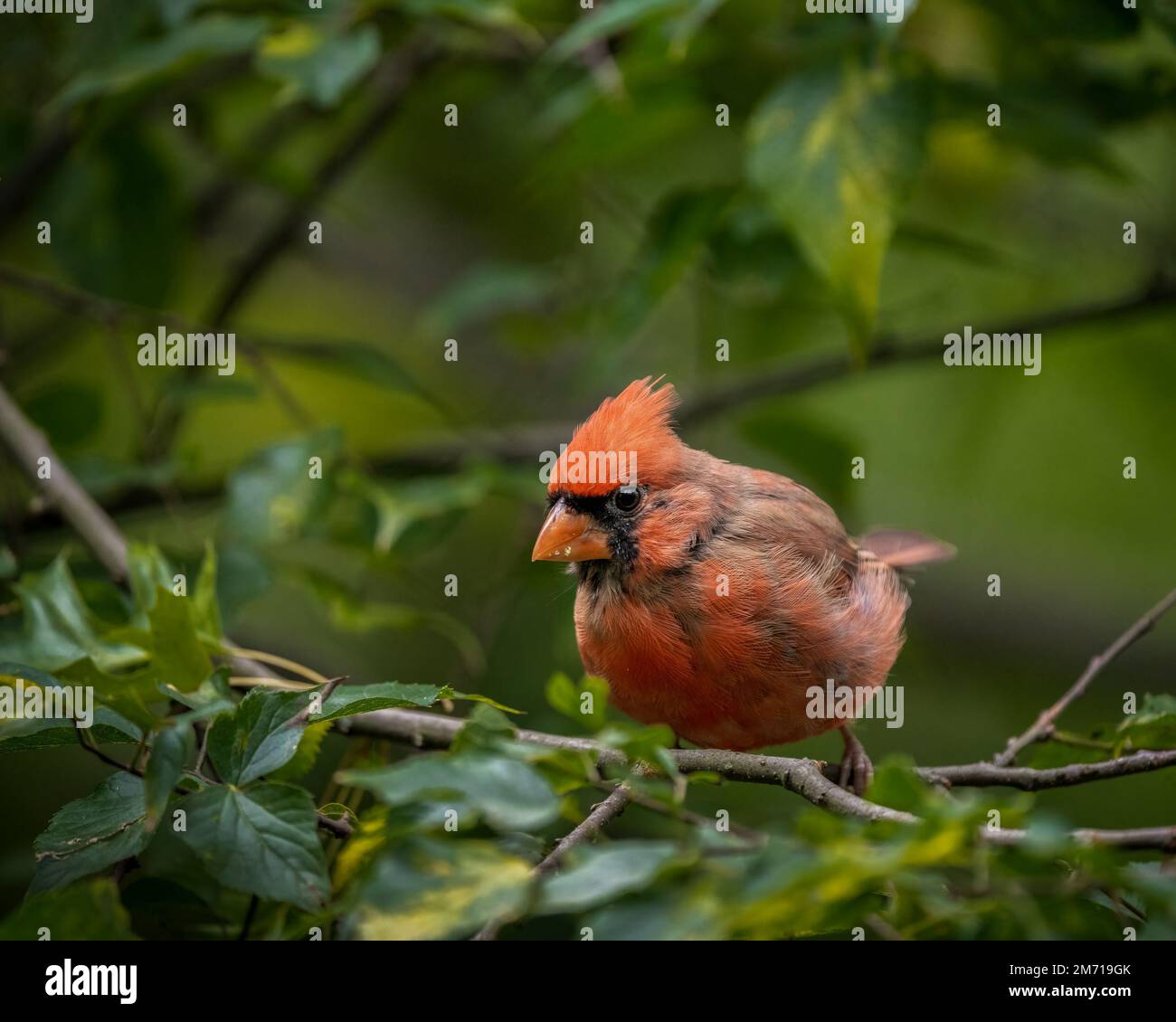 A closeup shot of a red cardinal bird perched on a wooden tree branch ...