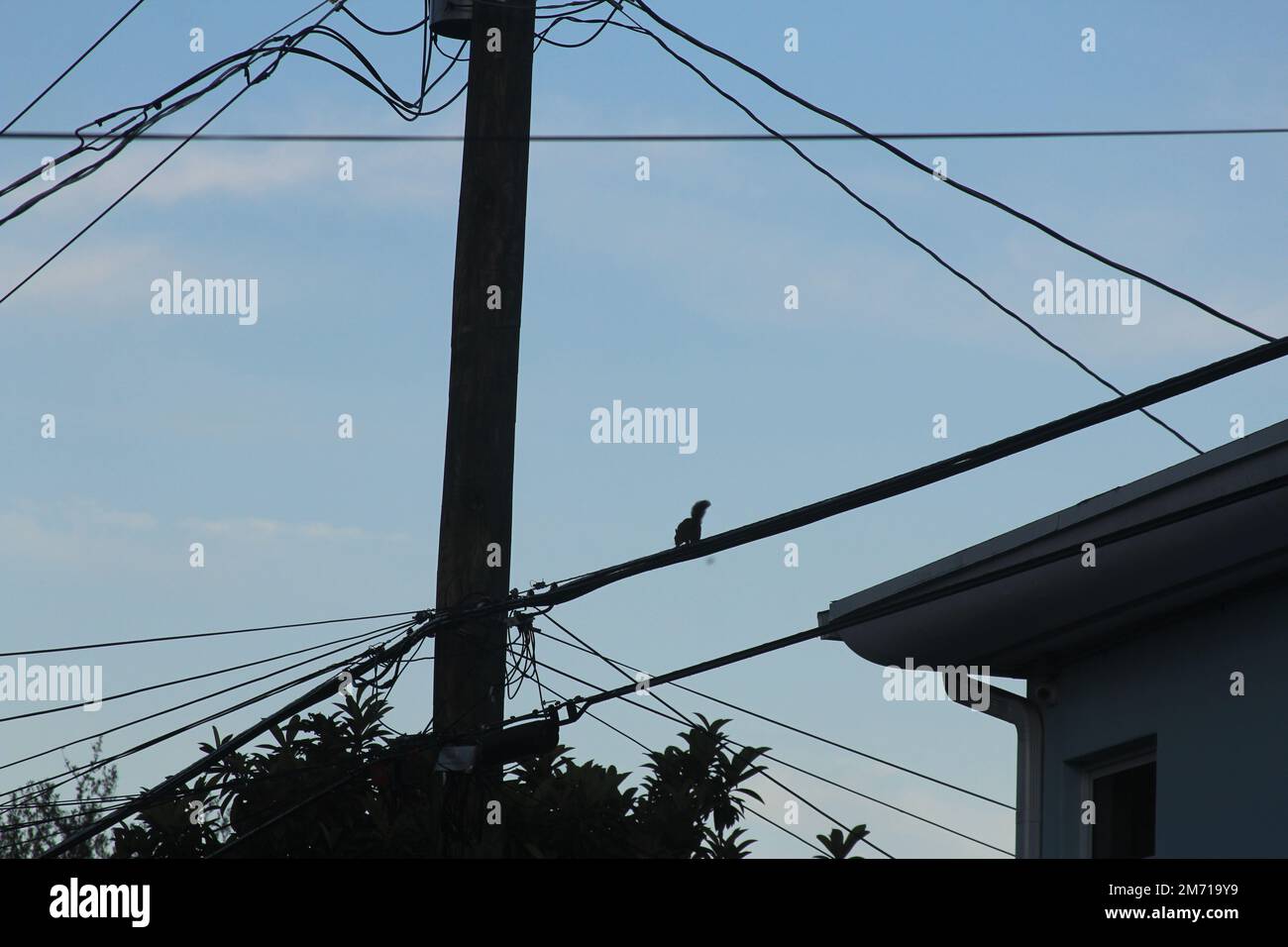 Squirrel on the telephone cable line Stock Photo - Alamy