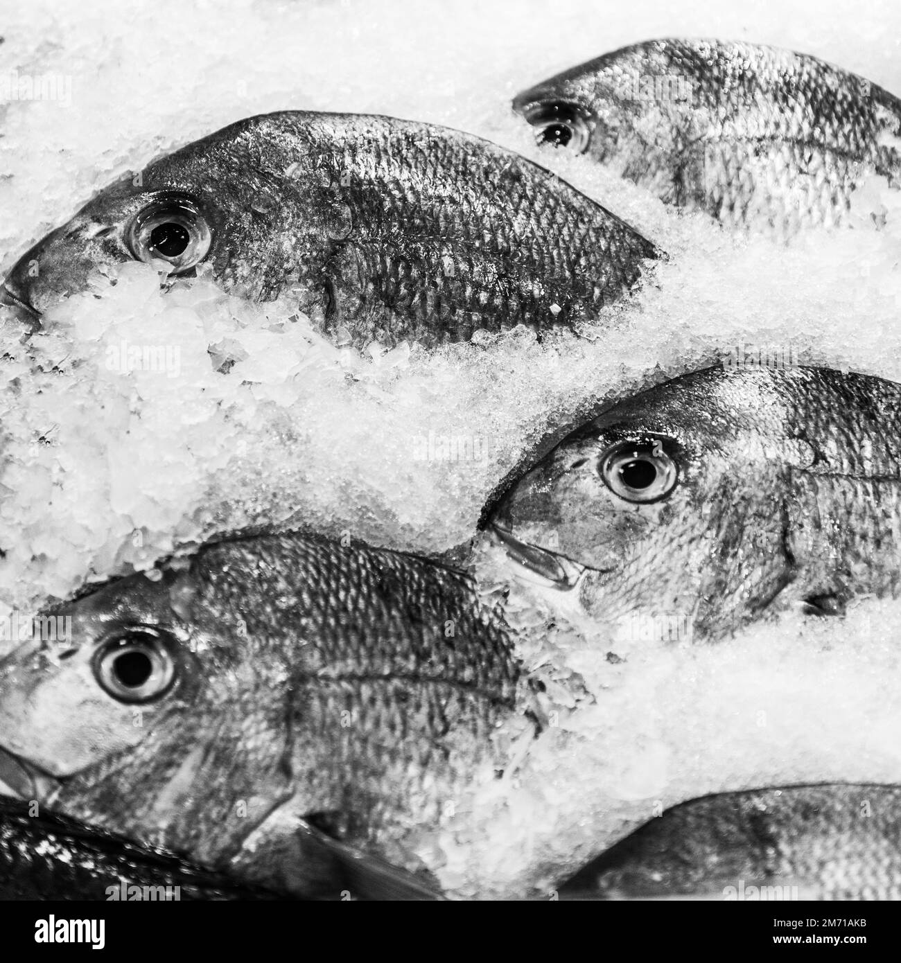 Pike scales Black and White Stock Photos & Images - Alamy