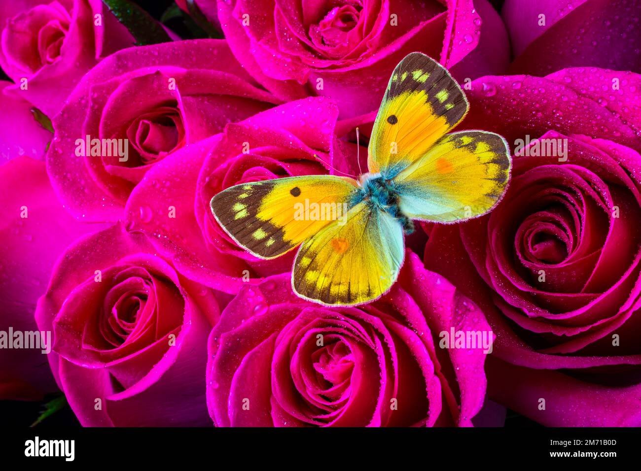 Yellow Butterfly On Pink Roses Stock Photo - Alamy