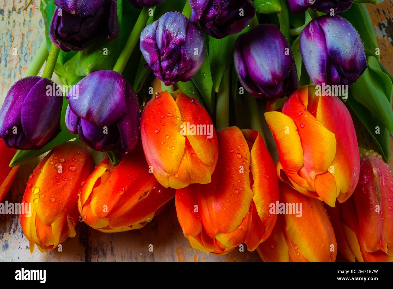 Close up dewy purple hi-res stock photography and images - Alamy