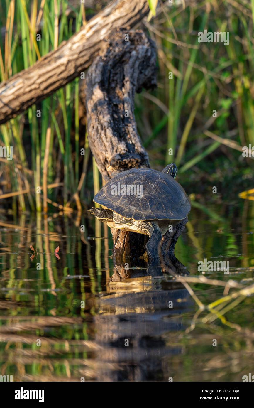 A vertical shot of a turtle on a tree log in a river Stock Photo - Alamy