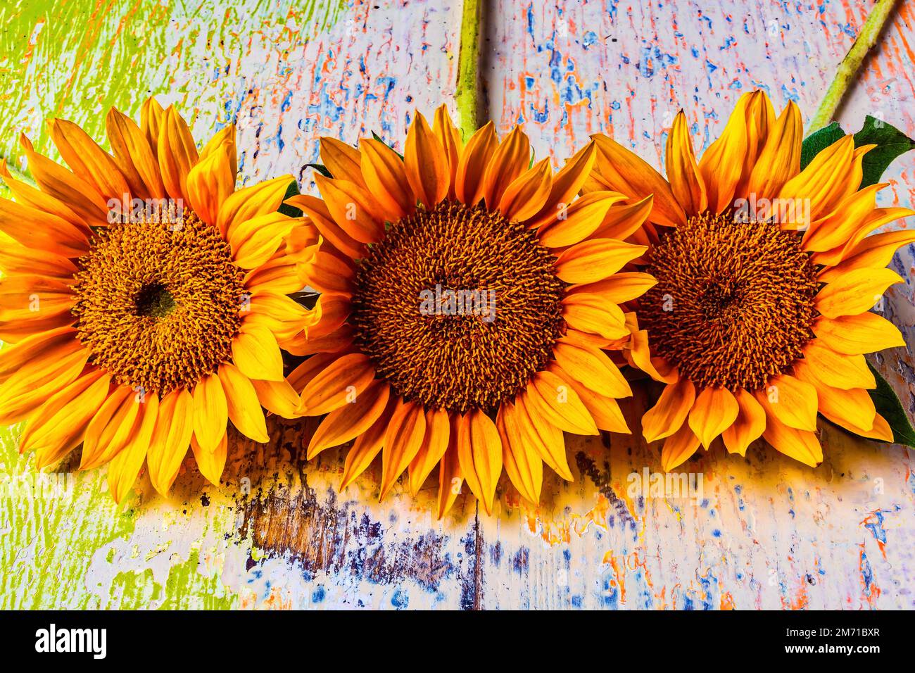 Three Sunflowers Still Life Stock Photo - Alamy