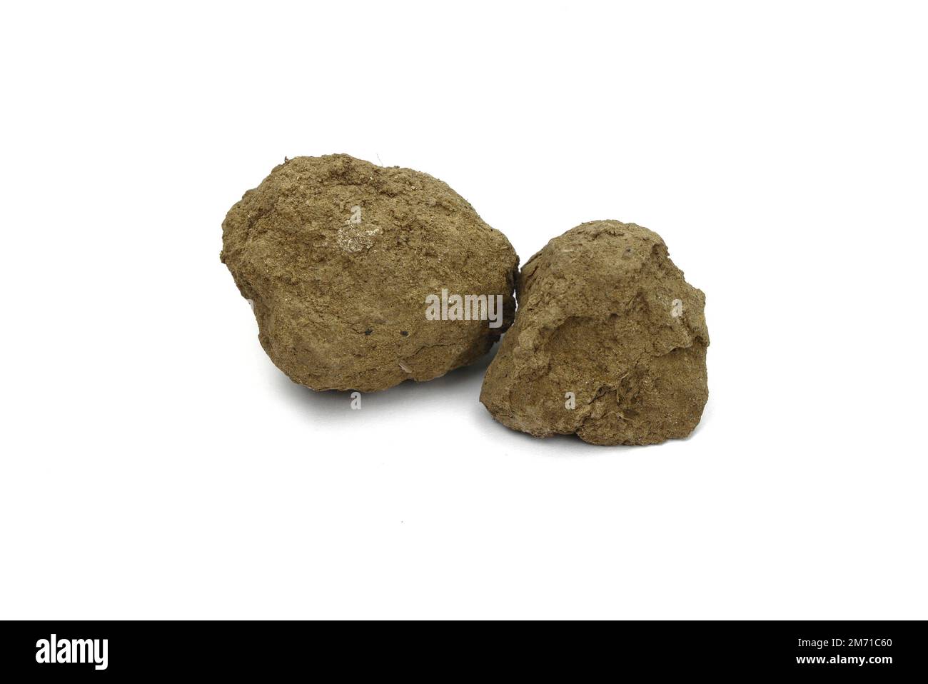 Plant with a clod of earth hi-res stock photography and images - Alamy