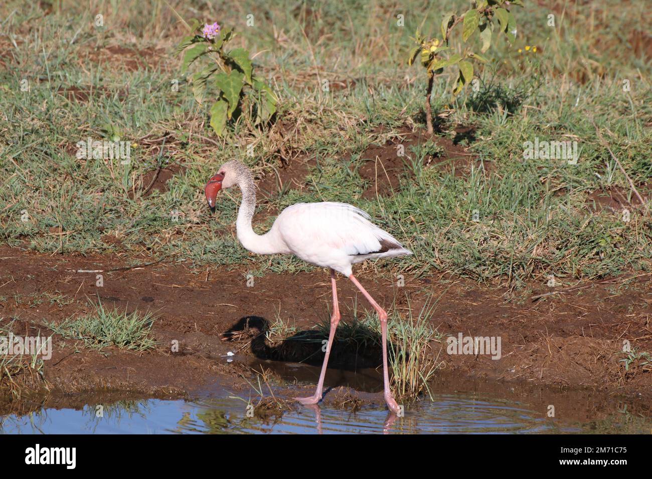 A Greater Flamingo at the Lake Nakuru National Park, Kenya Stock Photo ...
