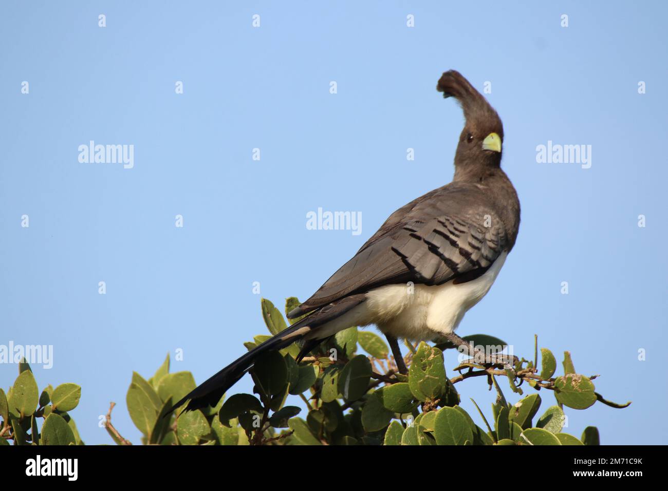 A Go-Away Bird in Tsavo East National Park, Kenya, 2021 Stock Photo - Alamy