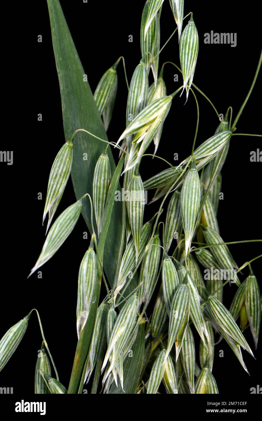 Unripe green Oat ears (Avena sativum), isolated on black background ...