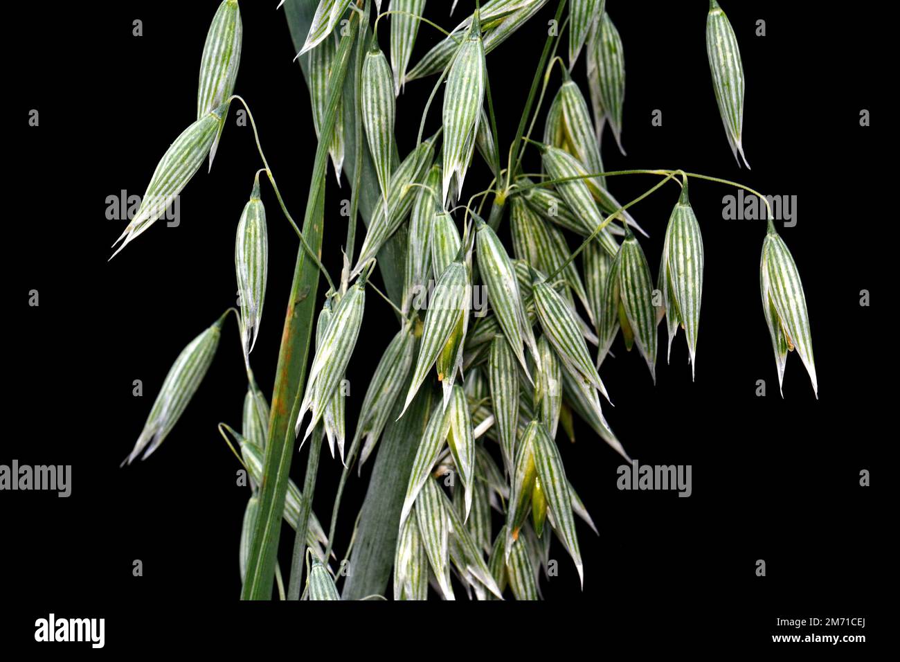 Unripe green Oat ears (Avena sativum), isolated on black background ...