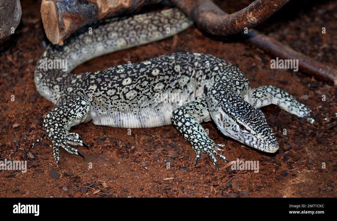 Nile monitor (Varanus niloticus Stock Photo - Alamy