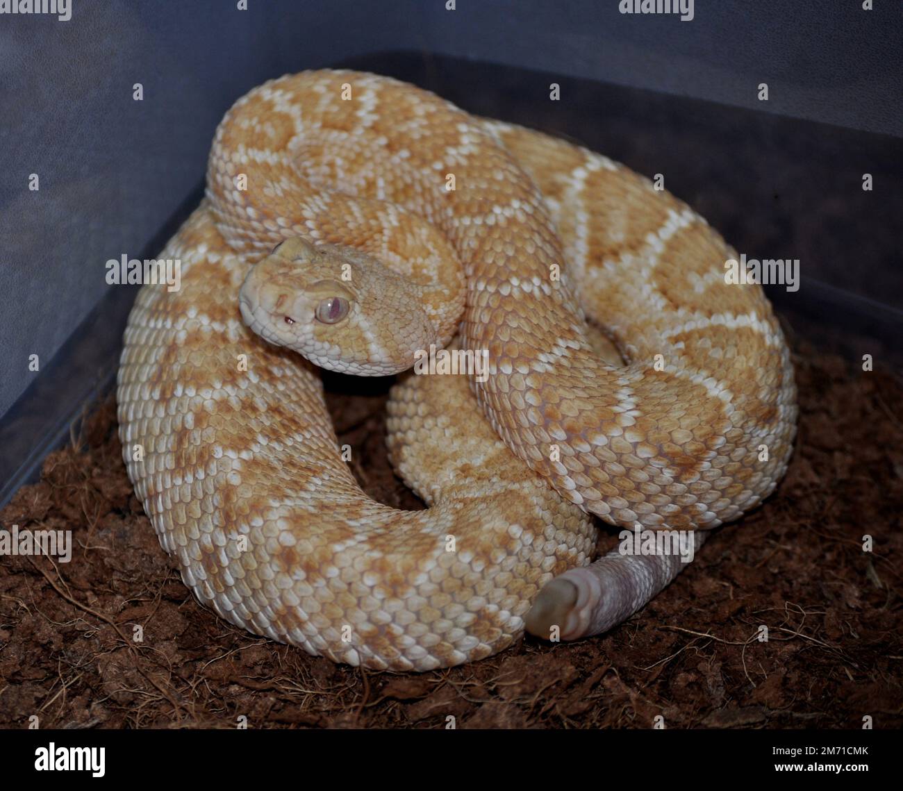 Western Diamond-backed Rattlesnake (Crotalus atrox Stock Photo - Alamy